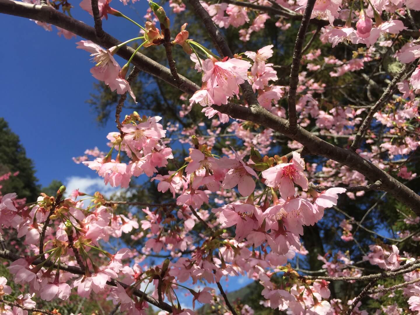 Blooming Tranquility – Exploring Taipei’s Cherry Blossoms | Edison Tours