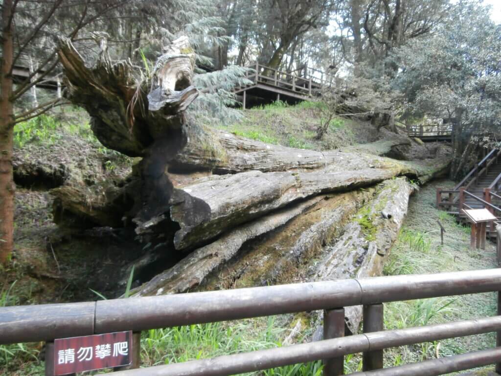 Exploring the Majestic Giant Trees and Scenic Trails of Alishan ...